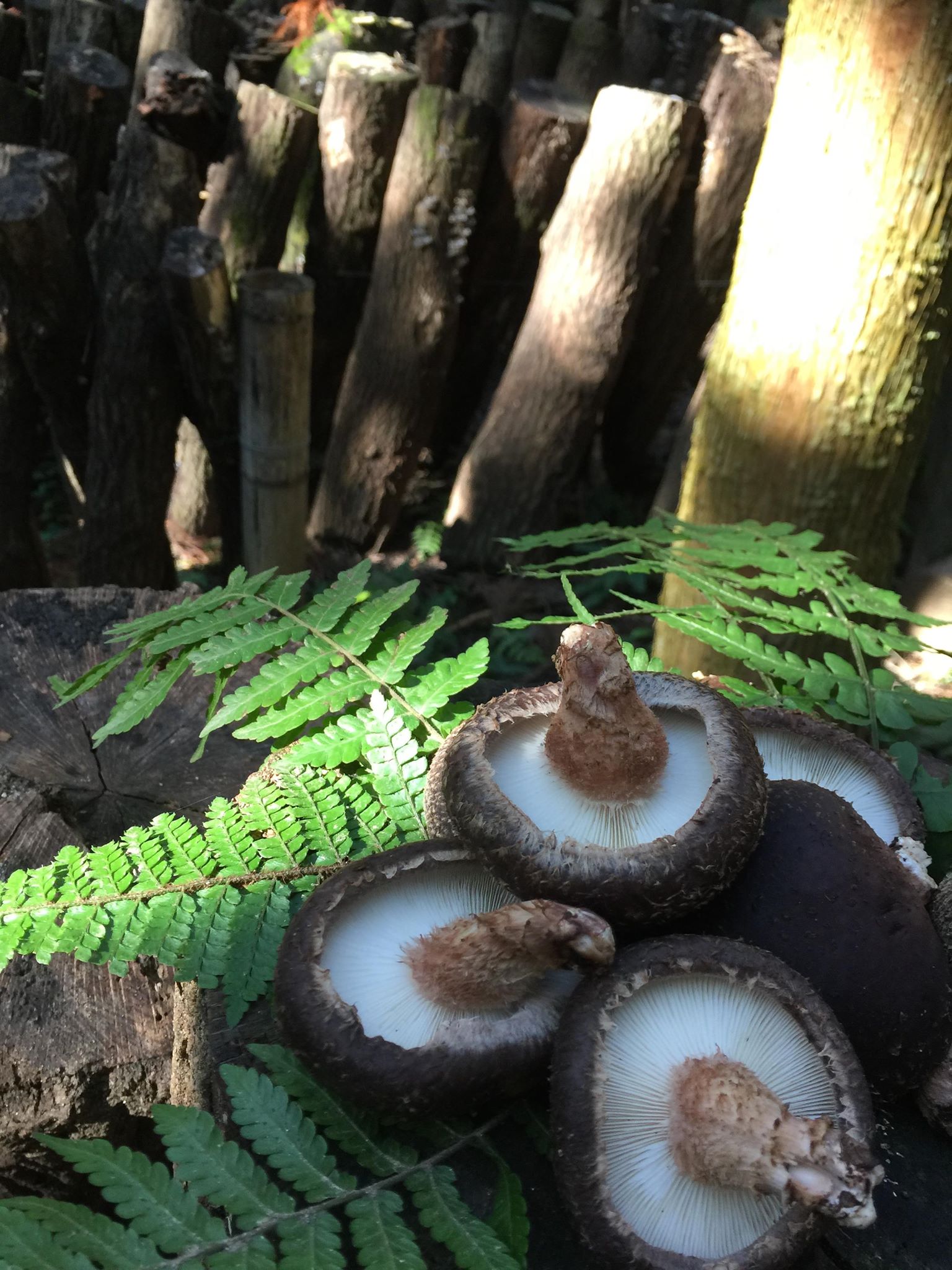 SASAKINGS CHIKUHO RECIPE VOL1｜レポート｜チクスキ