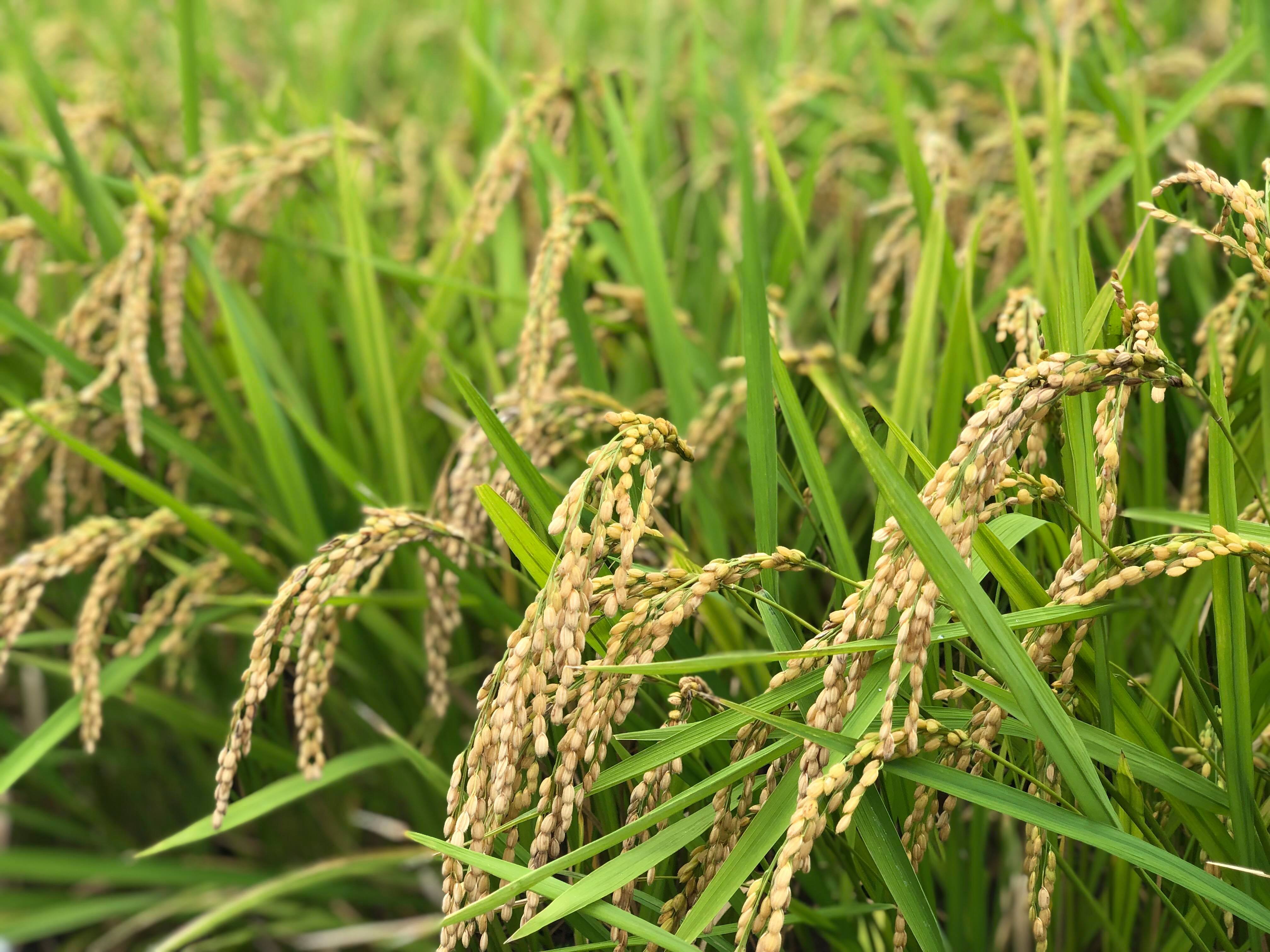 SASAKINGS CHIKUHO RECIPE VOL6｜レポート｜チクスキ